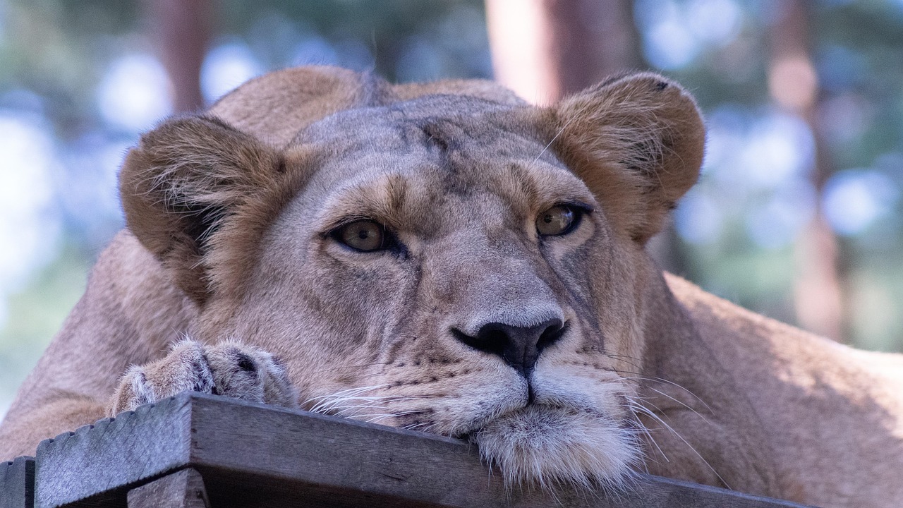 Lion Lioness Wildlife - Free photo on Pixabay - Pixabay