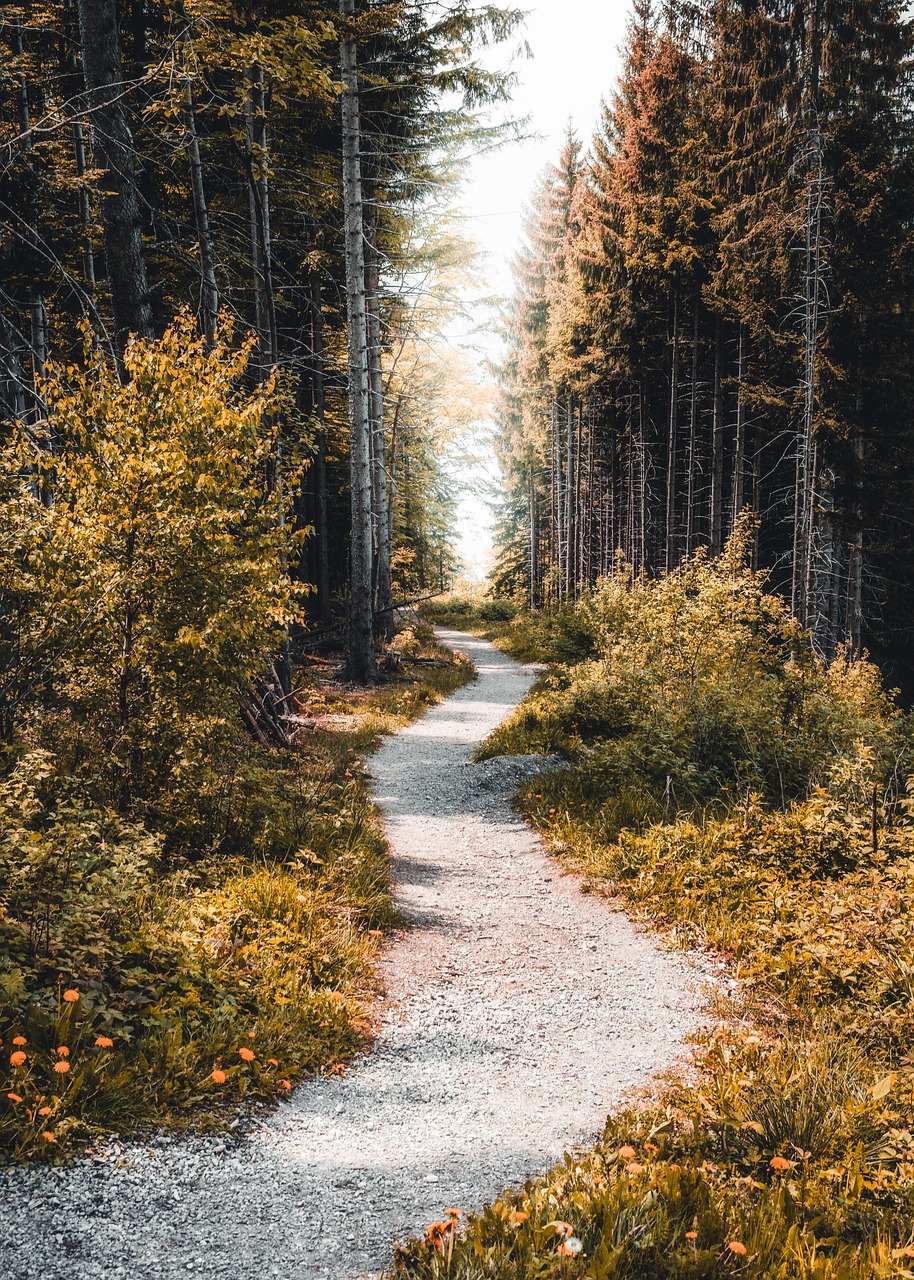 Path Fog Hike - Free photo on Pixabay
