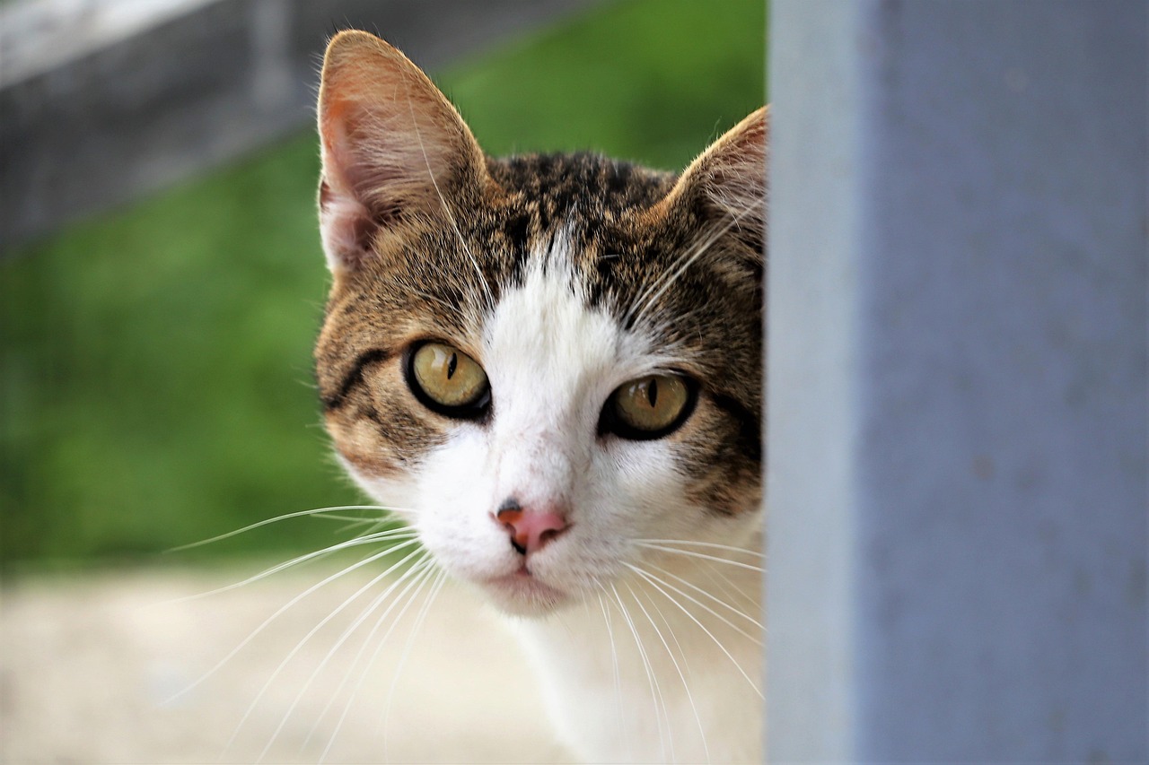 Curious Domestic Cat Face Animal - Free photo on Pixabay