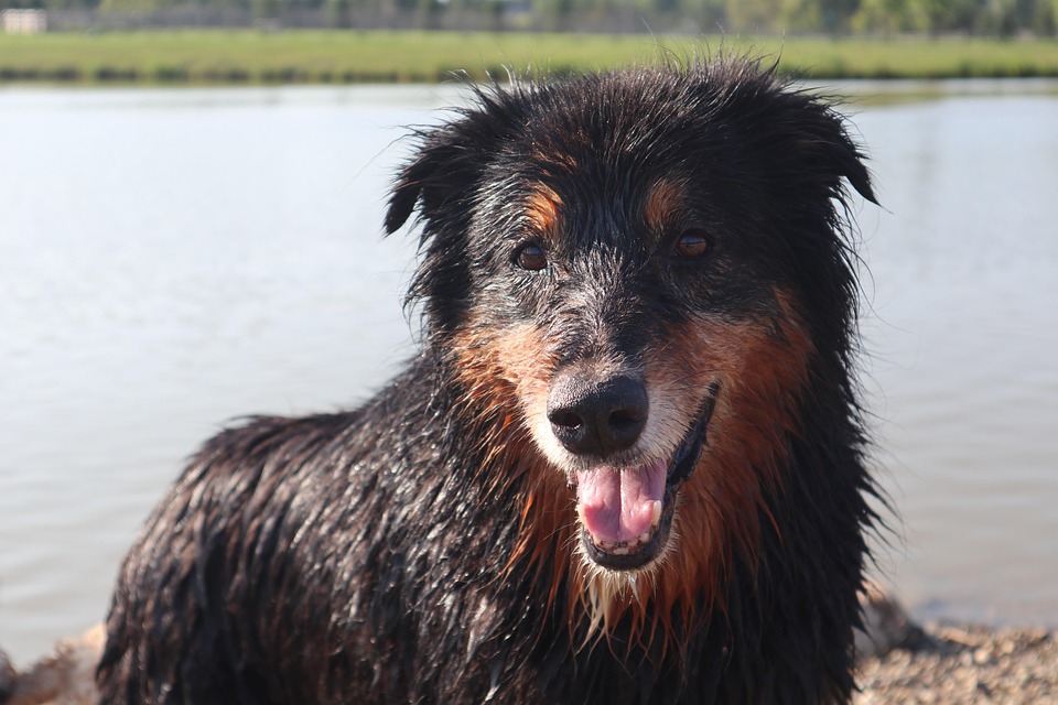 Happy Dog Chien D'Eau - Photo gratuite sur Pixabay - Pixabay