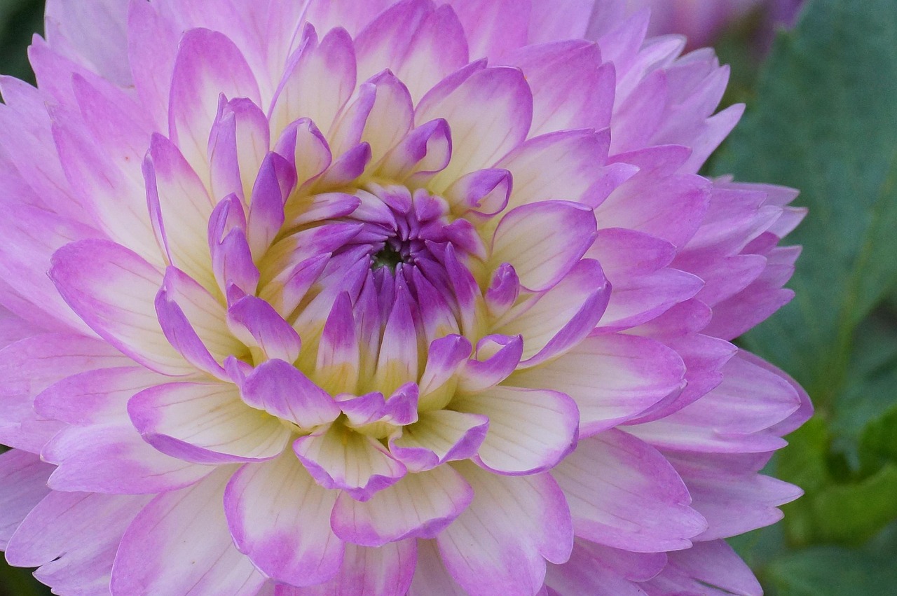 花朵 大丽花 夏天 Pixabay上的免费照片 Pixabay