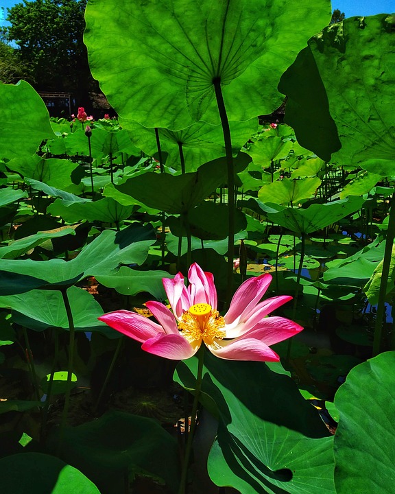 Lotus Feuille De Lac - Photo gratuite sur Pixabay - Pixabay