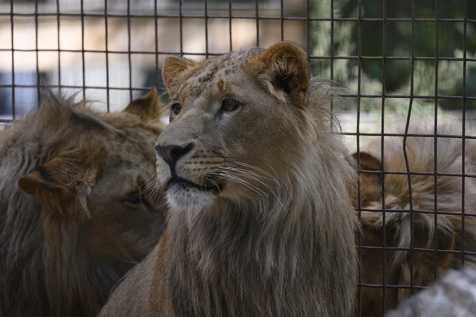 Lion Felida Gros Chats Predator - Photo gratuite sur Pixabay - Pixabay