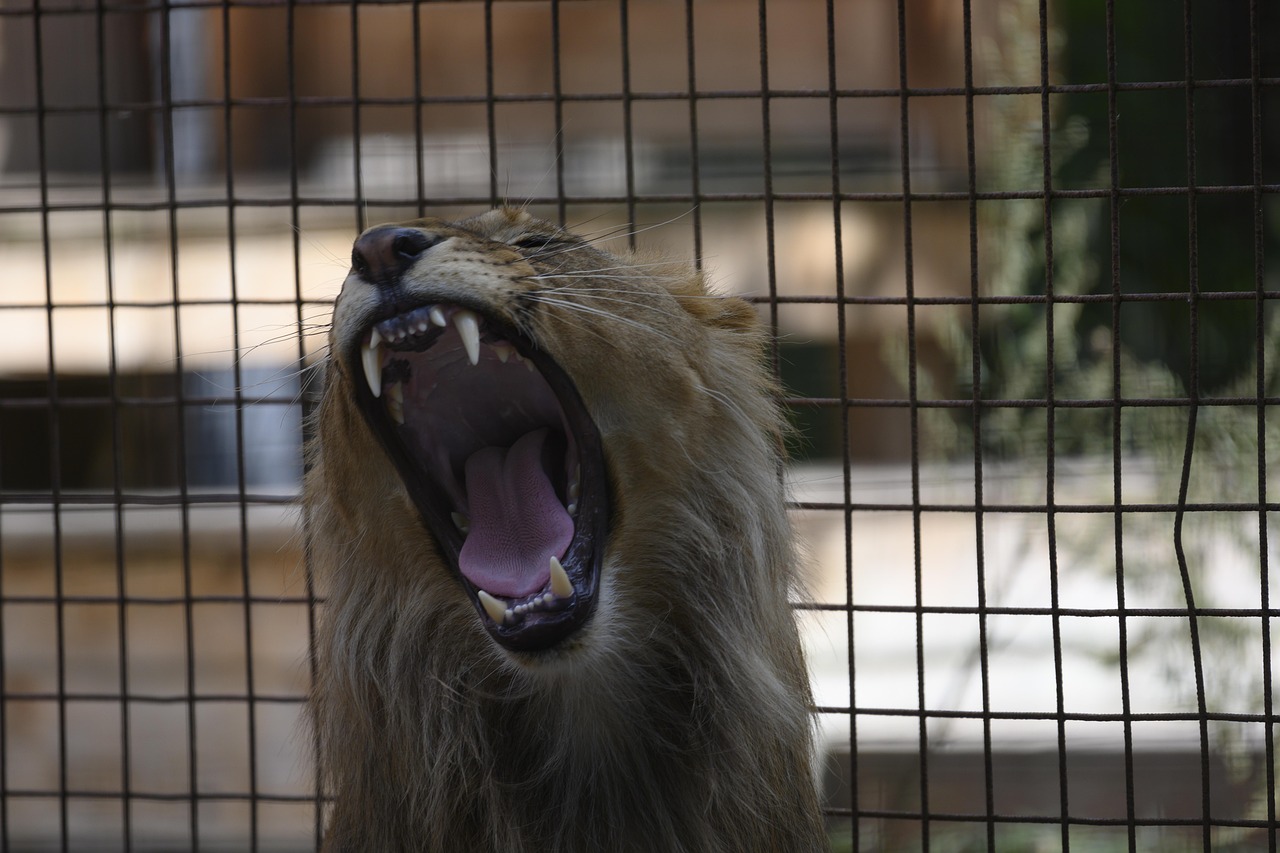 Lion Felida Gros Chats Predator - Photo gratuite sur Pixabay - Pixabay