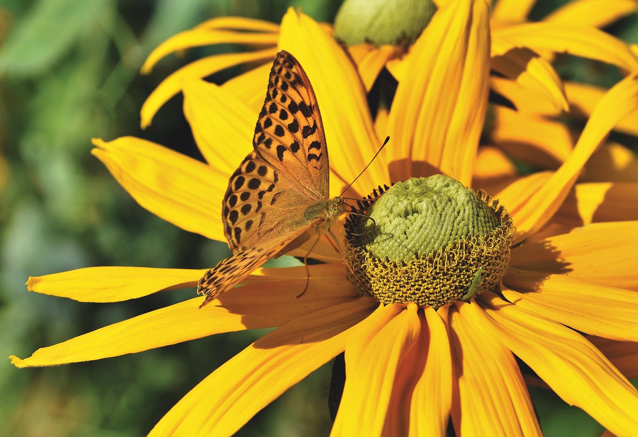 Butterfly Blossom Bloom - Free photo on Pixabay