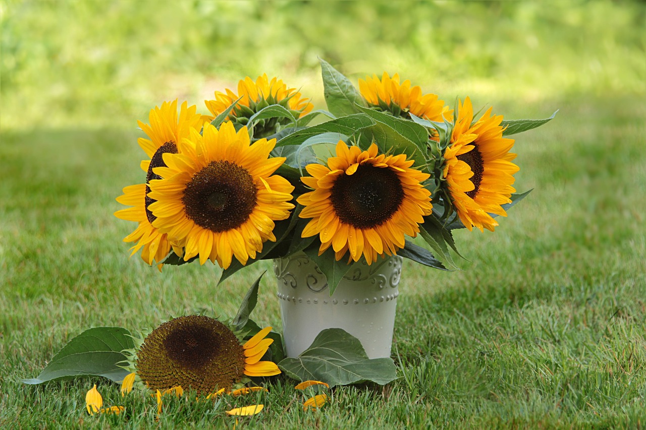 Still Life Flower Sunflowers - Free photo on Pixabay
