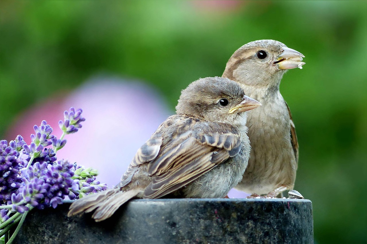 Animal Bird Sparrow - Free photo on Pixabay