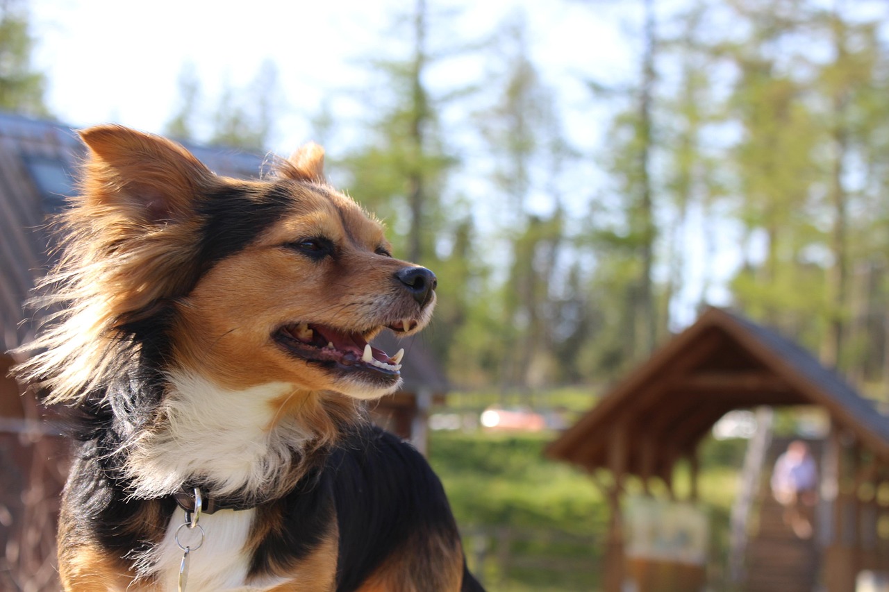 Perro Naturaleza Animal - Foto gratis en Pixabay - Pixabay