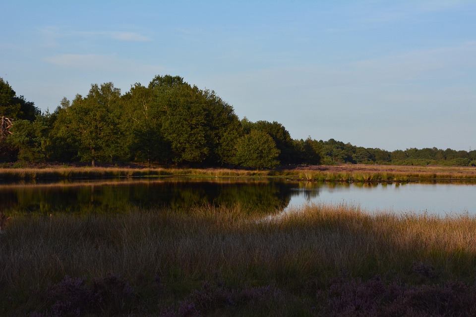 Drenthe 性质 石南花 - Pixabay上的免费照片 - Pixabay