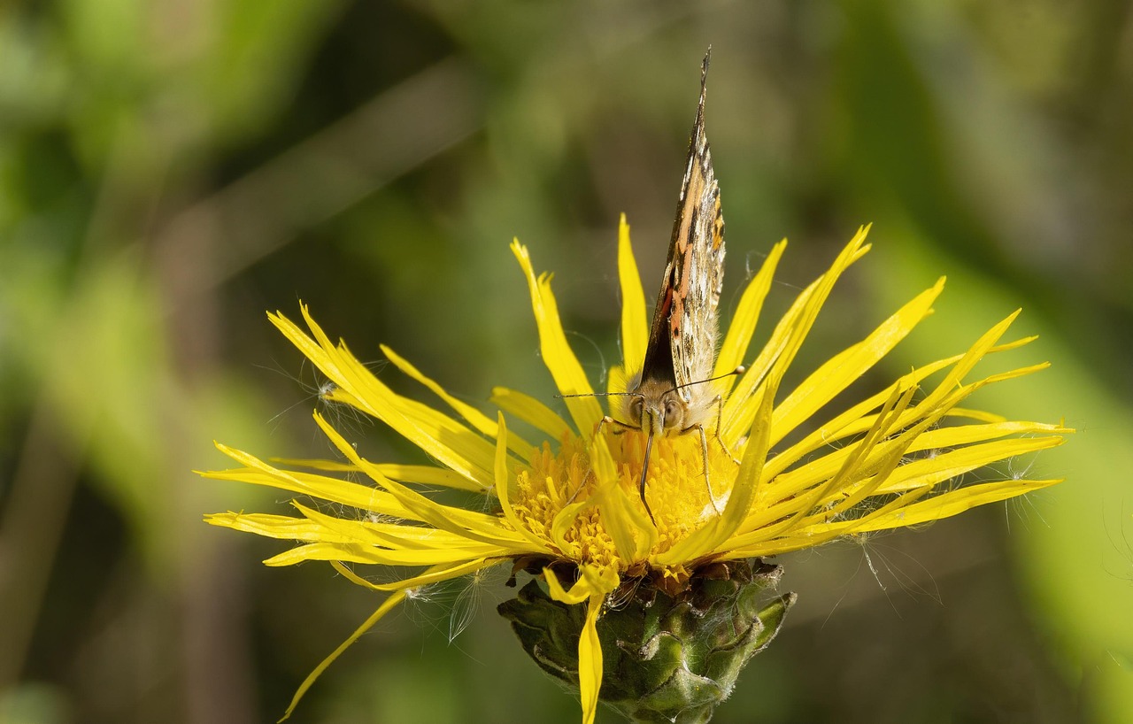 Papillon Fleur La Nature - Photo gratuite sur Pixabay - Pixabay