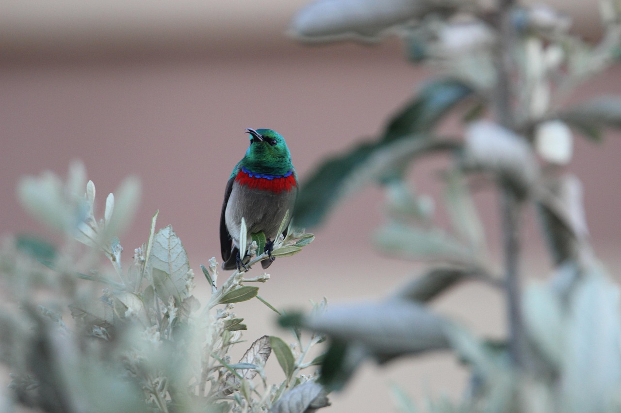 300+ Free Sunbirds & Nature Images - Pixabay