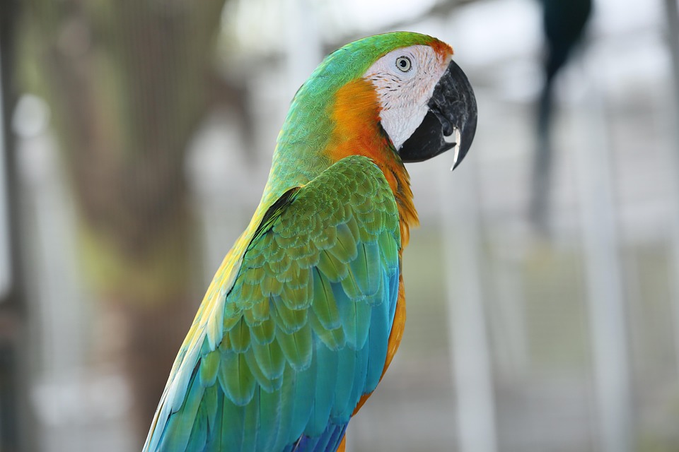 Papageien Parrot Bunte Paar Aras - Kostenloses Foto auf Pixabay