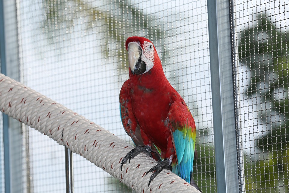 Les Perroquets Parrot Coloré - Photo gratuite sur Pixabay - Pixabay