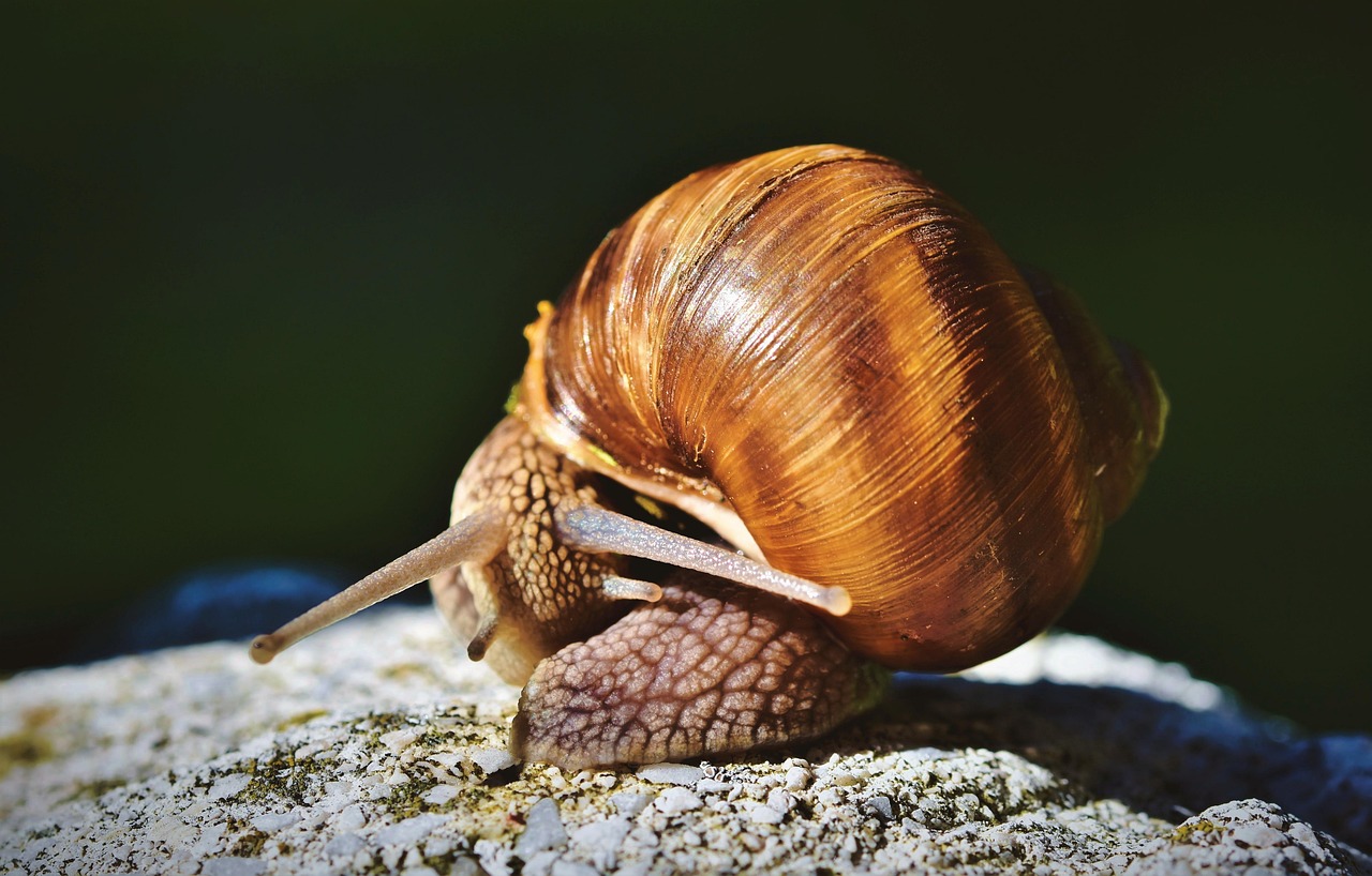 Snail Shell Mollusc - Free photo on Pixabay - Pixabay