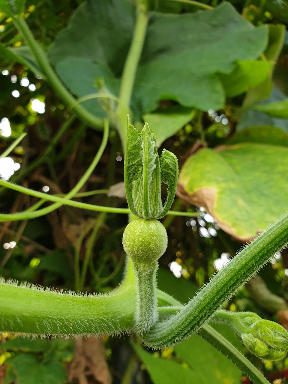 Plante Fruit Citrouille - Photo gratuite sur Pixabay - Pixabay