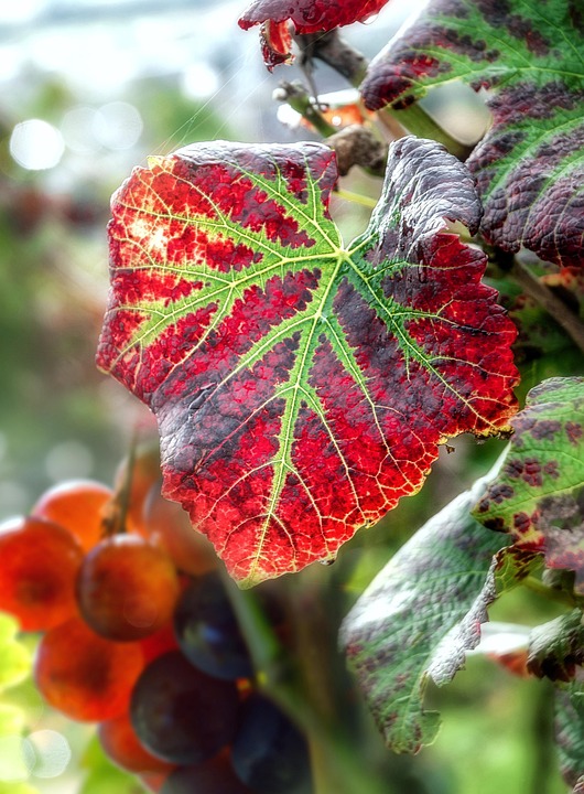 Grape Leaves Fall Vine - Free photo on Pixabay