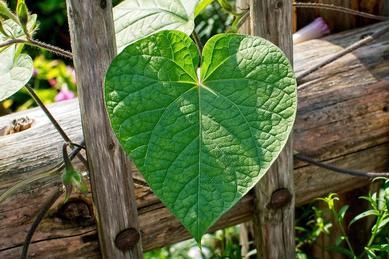 Más de 100 000 imágenes gratis de Corazon En Hoja y Naturaleza - Pixabay