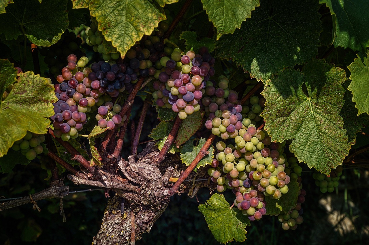 Grapes Wine Growing Vine - Free photo on Pixabay - Pixabay