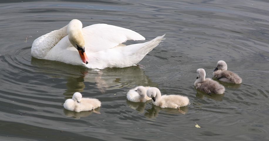 100+ Free Swan Baby & Swan Photos - Pixabay