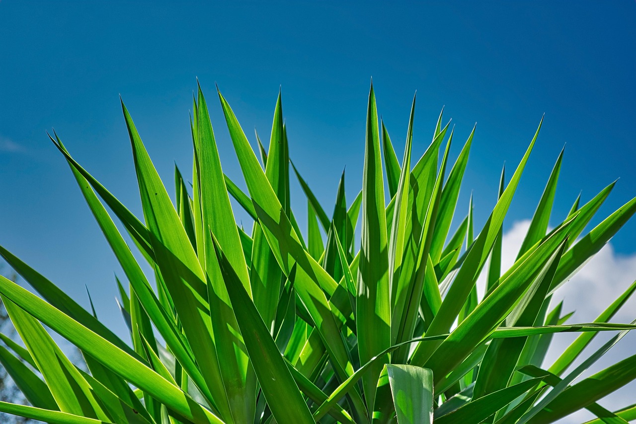 Agave Plant Green Blue - Free photo on Pixabay - Pixabay