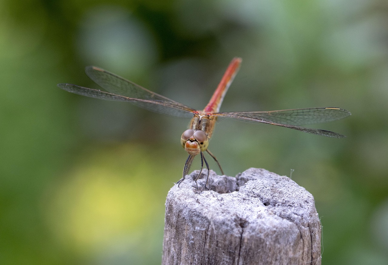 6,000+ Free Dragonflies & Dragonfly Images - Pixabay