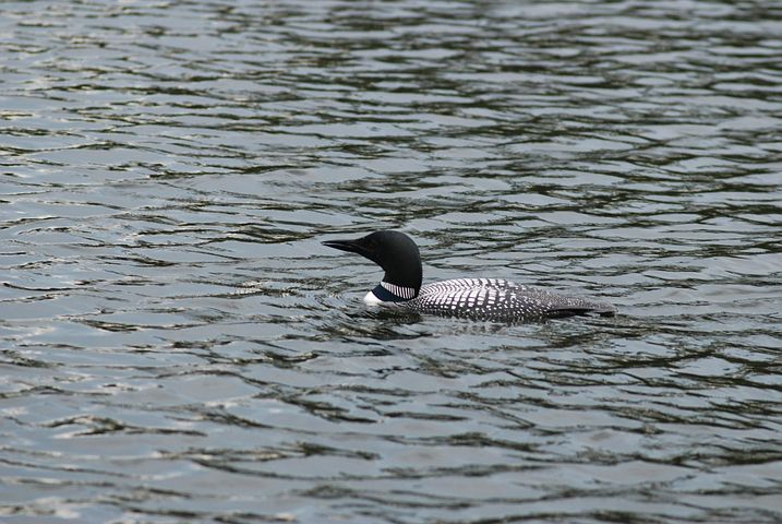 40+ Free Loon & Bird Images - Pixabay