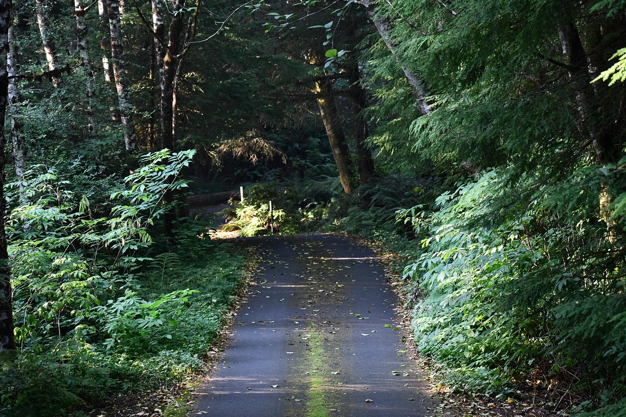 La Carretera Naturaleza Bosque - Foto gratis en Pixabay - Pixabay