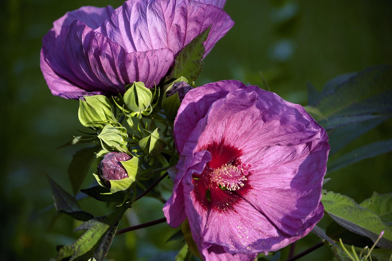 600+ Free Large Flowers & Nature Photos - Pixabay