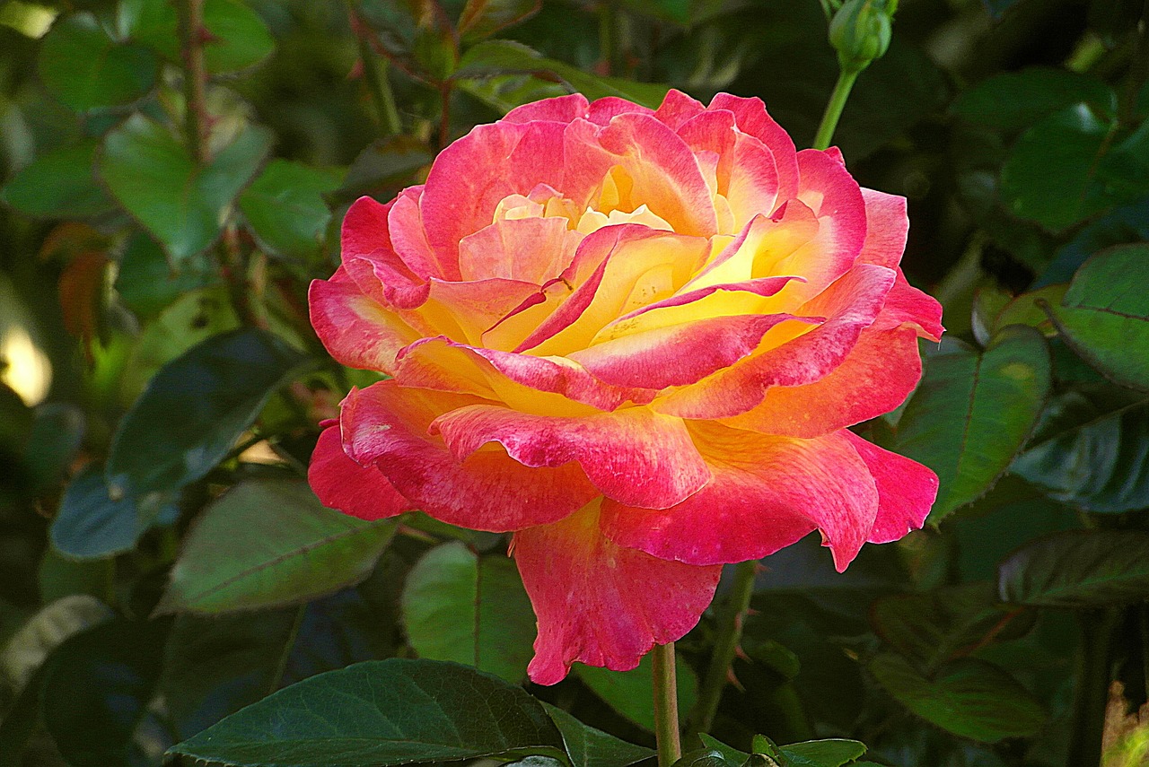 Rose Flower Red - Free photo on Pixabay - Pixabay