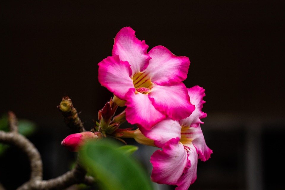 Fascinant Fleur Arbuste La - Photo gratuite sur Pixabay - Pixabay