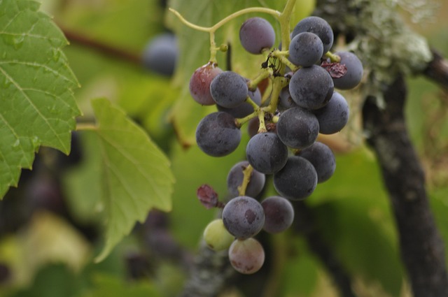 30,000+ Free Red Grape Bunch & Grapes Images - Pixabay