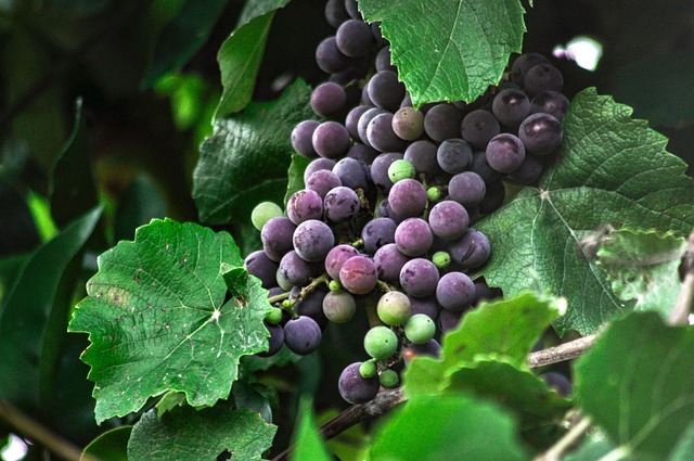 30,000+ Free Red Grape Bunch & Grapes Images - Pixabay