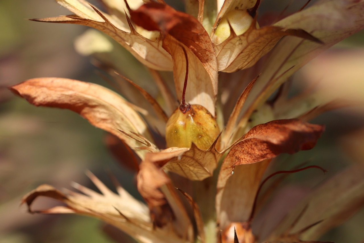 300+ Free Processus Spinosus & Nature Photos - Pixabay