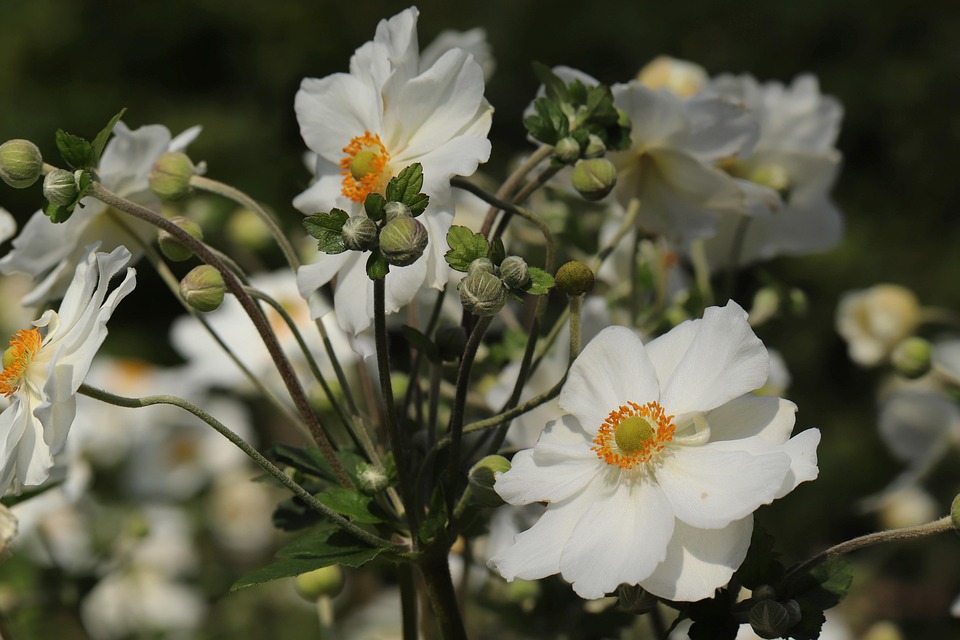 Anemones Autumn White - Free photo on Pixabay - Pixabay