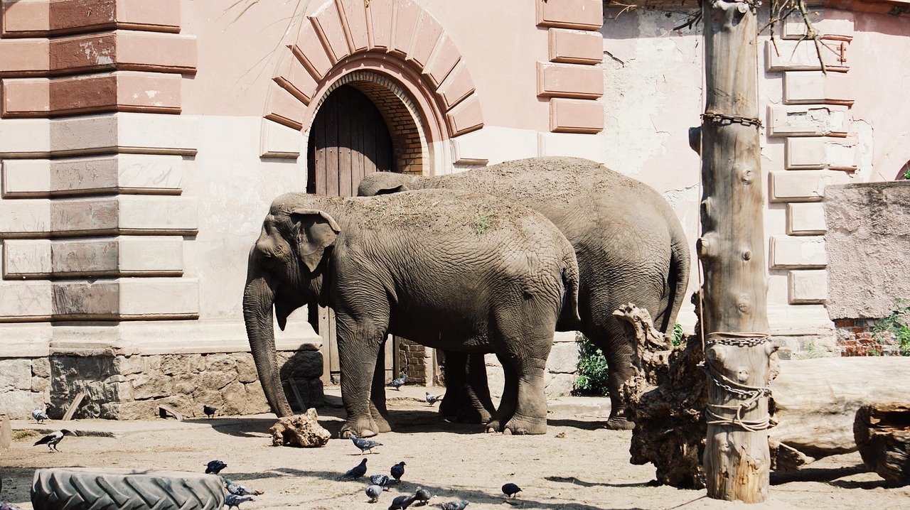 Zoo Animals Elephants - Free photo on Pixabay - Pixabay