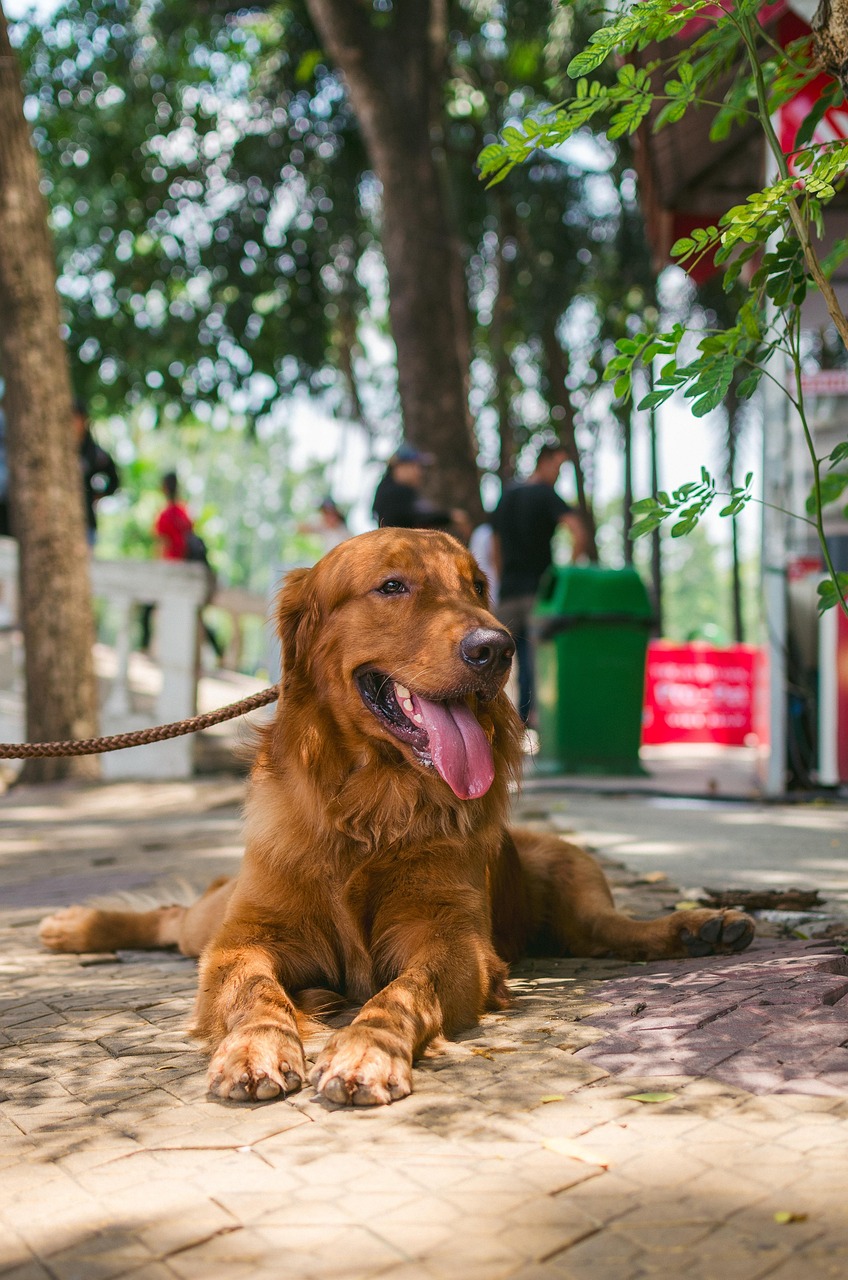 Golden Animal Lovely - Free photo on Pixabay - Pixabay