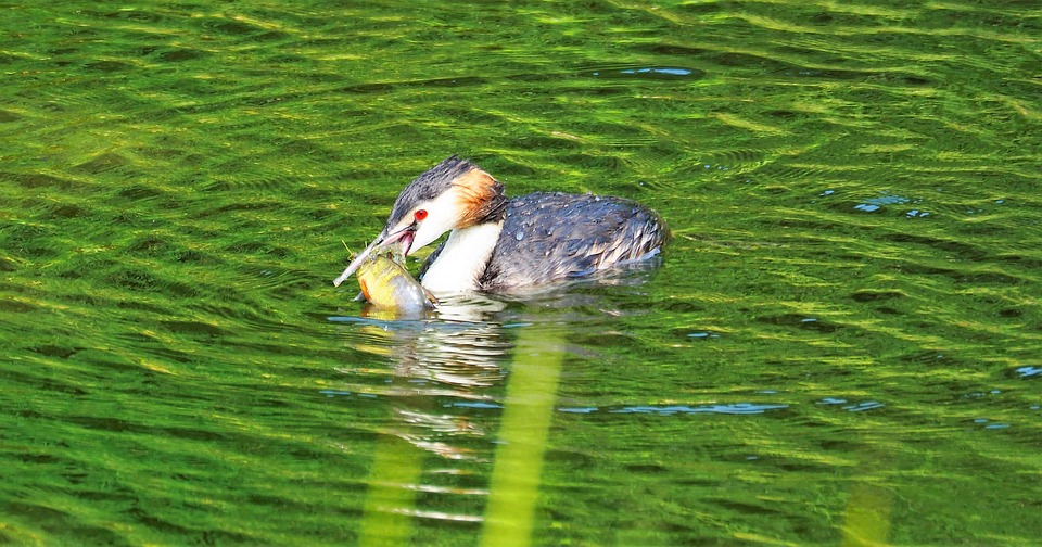 The Fish Are Eating Waterfowl - Free photo on Pixabay - Pixabay