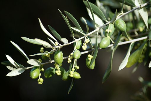 60+ kostenlose Olivenzweig und Olivenbaum-Bilder - Pixabay