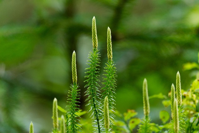 Lycopodium Bärlapp Planta - Foto gratis en Pixabay