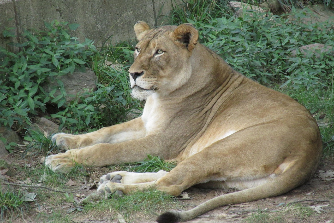 Leona León África - Foto gratis en Pixabay - Pixabay