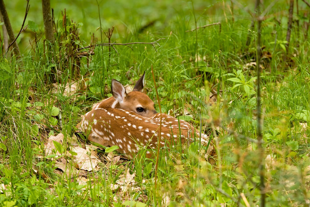 Fawn Deer Nature - Free photo on Pixabay - Pixabay