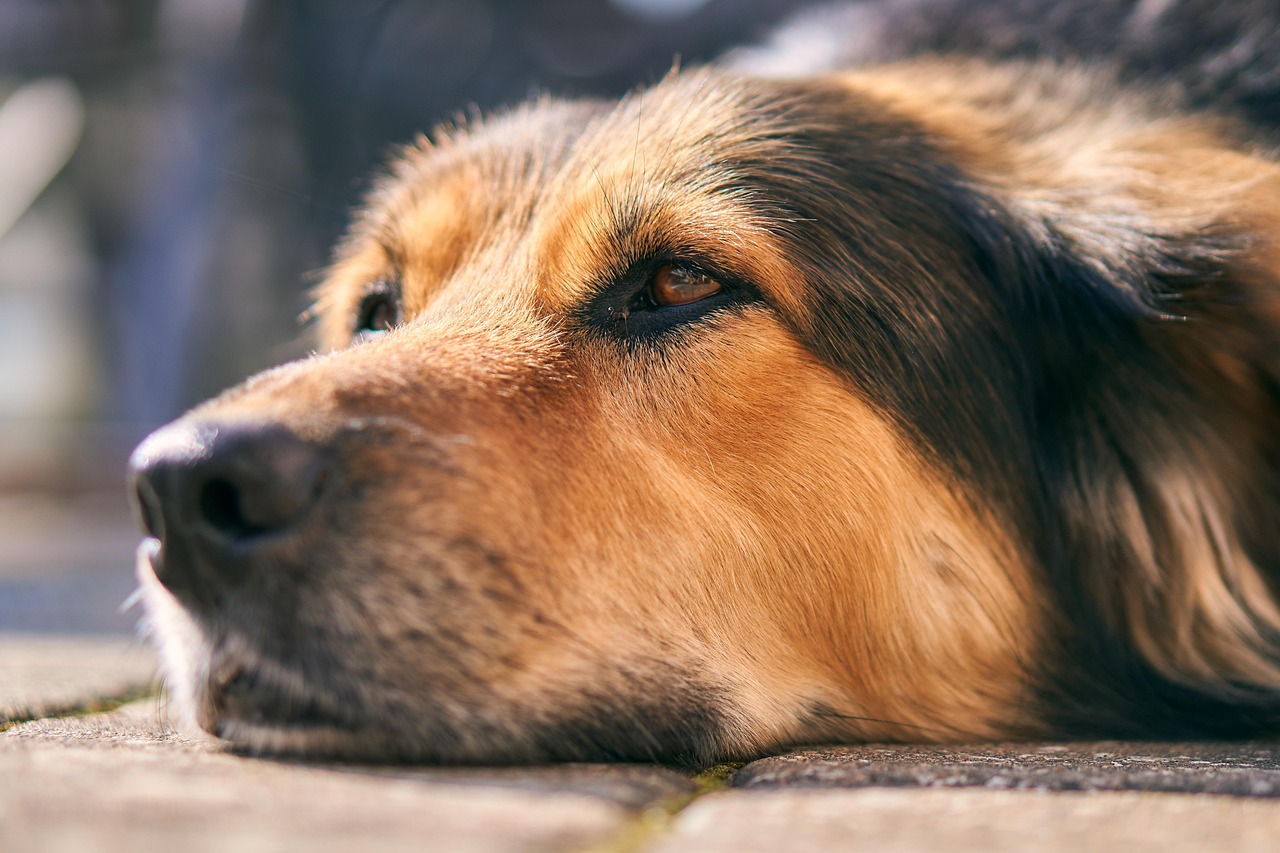 Dog Nose Close Up - Free photo on Pixabay