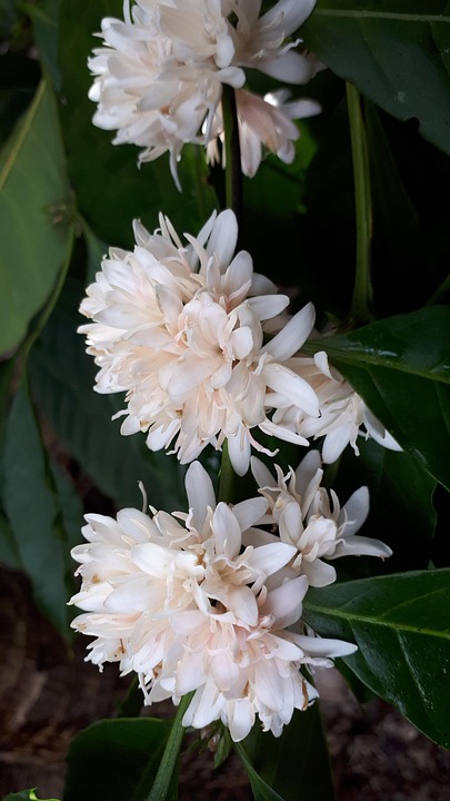 The Flower Of Coffee Tree - Free photo on Pixabay