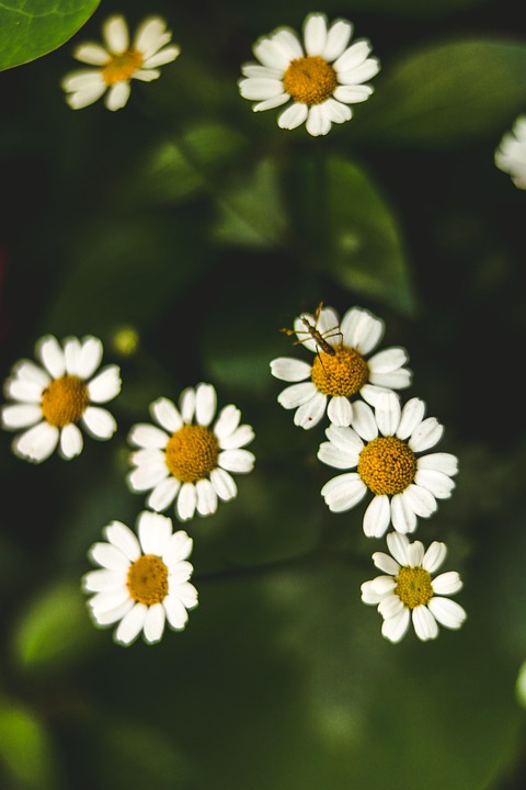 Fleur Daisy - Photo gratuite sur Pixabay - Pixabay