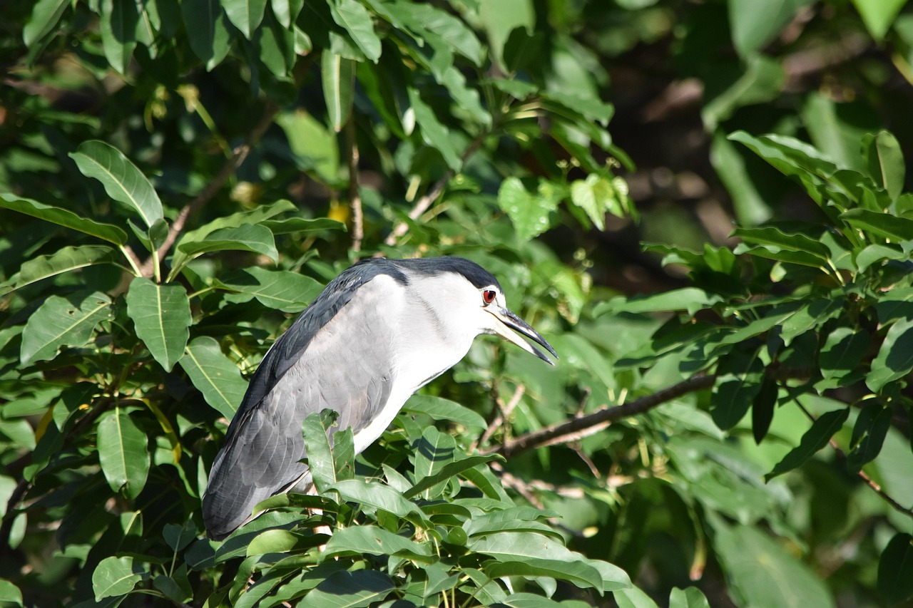 Night Heron Bird Nature - Free photo on Pixabay - Pixabay