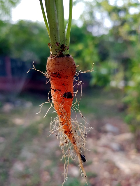 Bayi Wortel Sehat Sayur-Mayur - Foto gratis di Pixabay