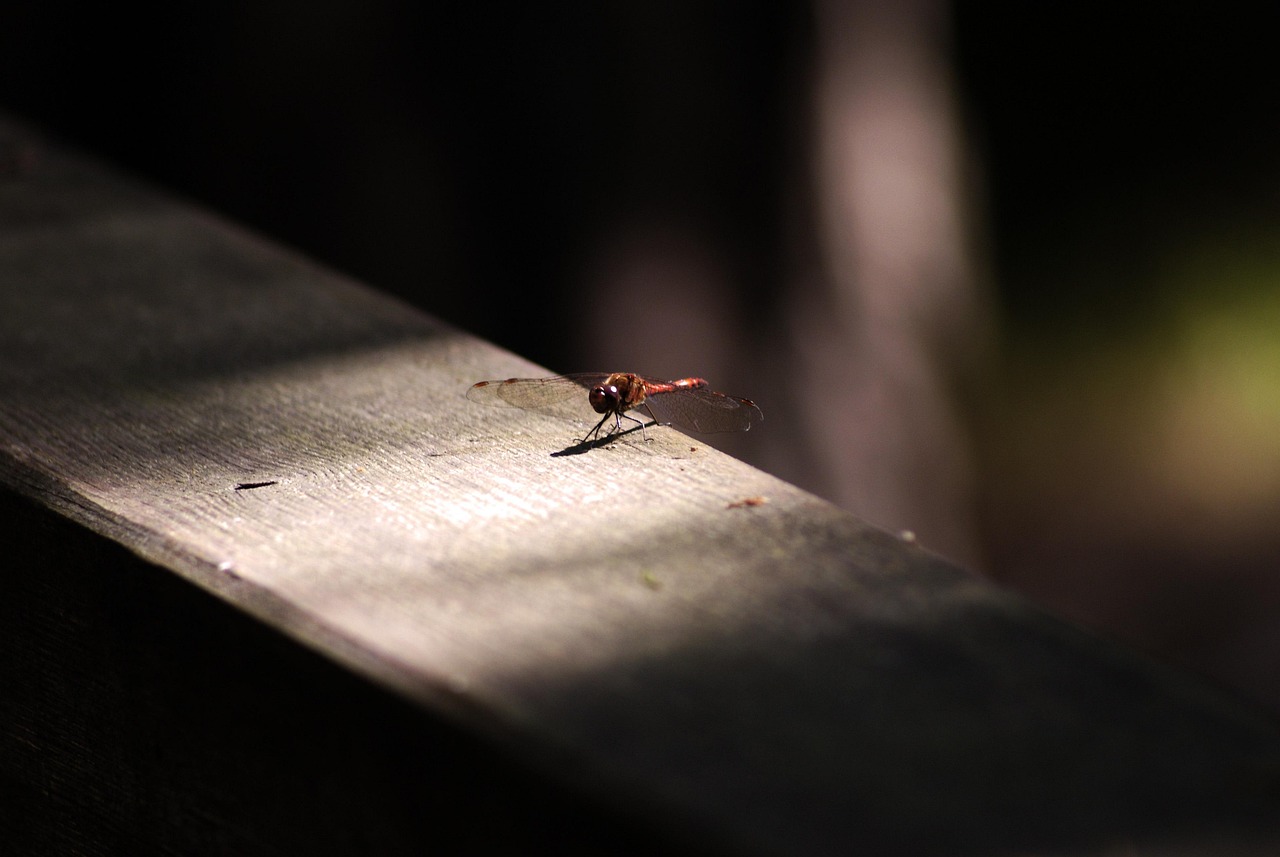 Libelle Makro Natur - Kostenloses Foto auf Pixabay - Pixabay