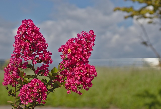 Flower Red Summer - Free photo on Pixabay
