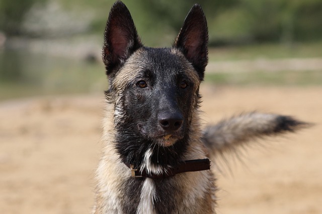 Chien Des Animaux Portrait - Photo gratuite sur Pixabay - Pixabay