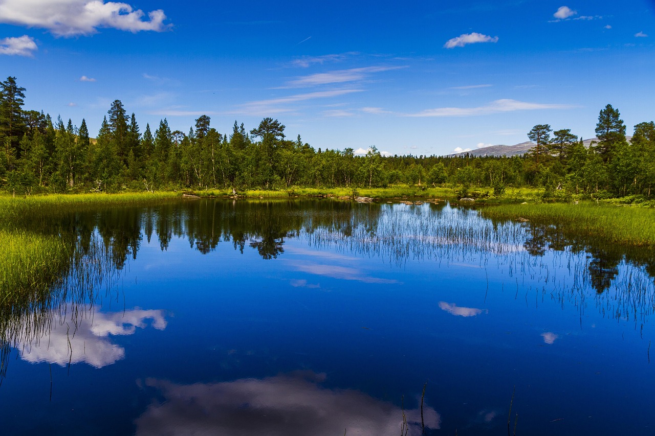 La Naturaleza De Agua Bosque - Foto gratis en Pixabay - Pixabay